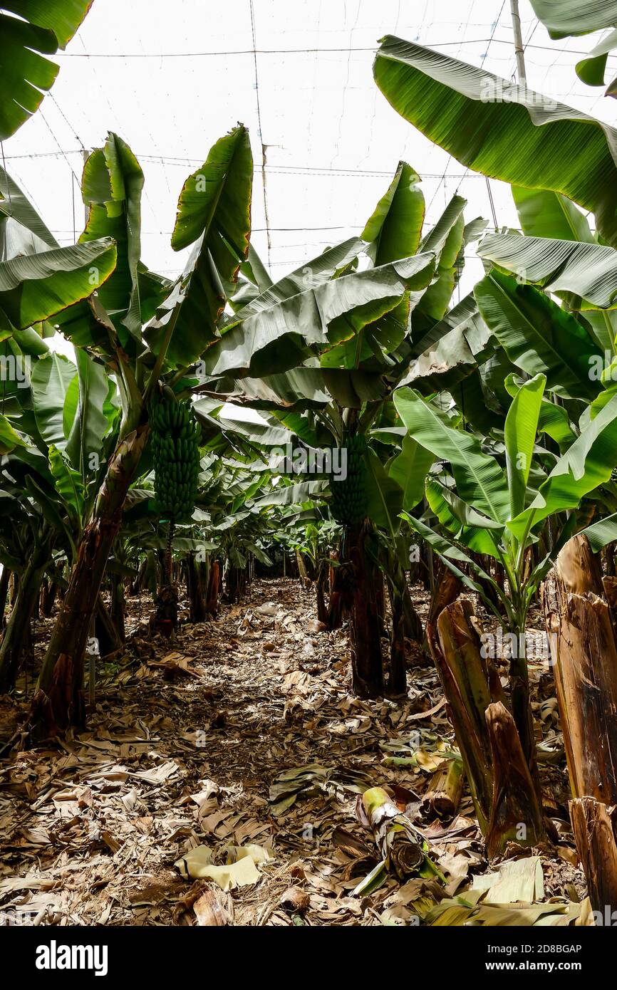 Banana Plantation Field Banana tree Stock Photo - Alamy