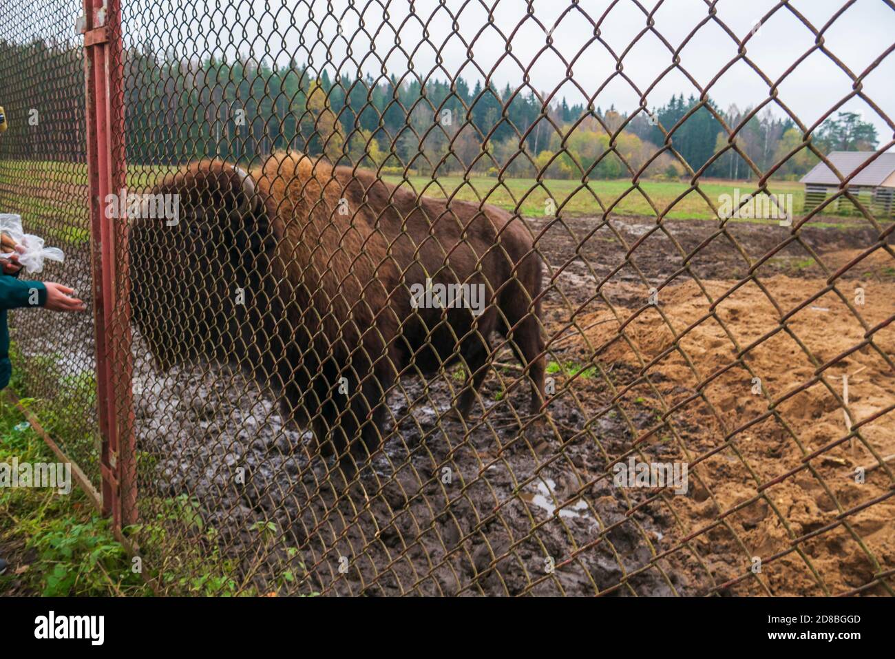 European bison behind bars hi-res stock photography and images - Alamy