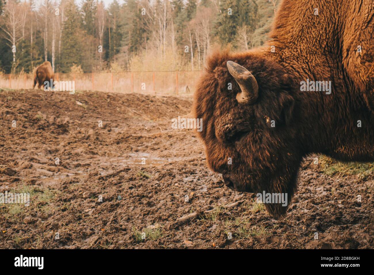 Bison bull head hi-res stock photography and images - Alamy