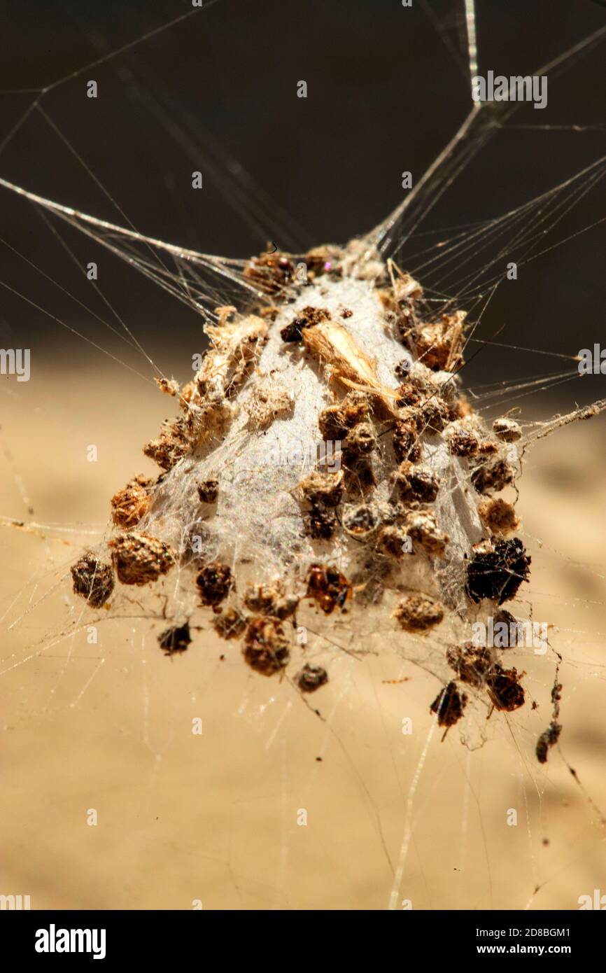 Insect structures hi-res stock photography and images - Alamy