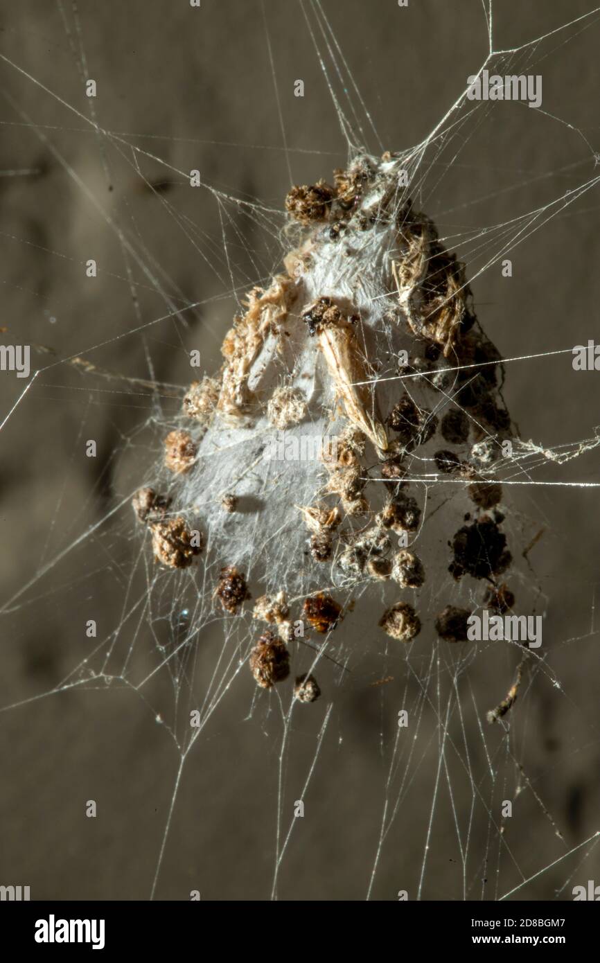 Sticky nets hi-res stock photography and images - Alamy