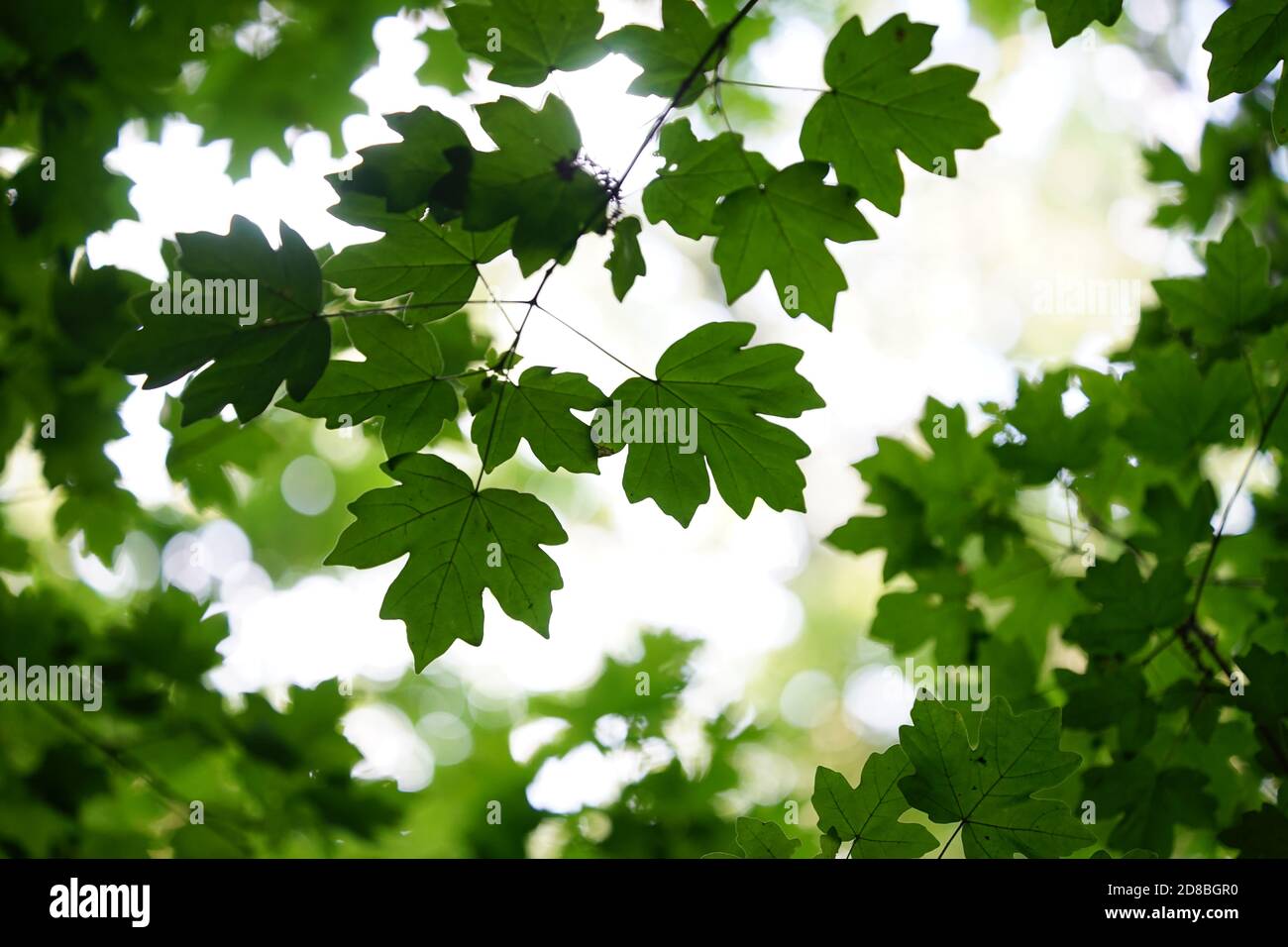 Low angle shot of green leaves under the sunlight Stock Photo - Alamy