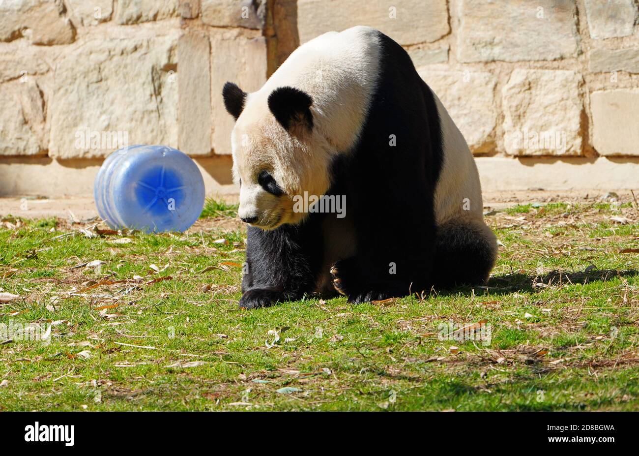 WASHINGTON, DC -22 FEB 2020- A black and white giant panda at the ...