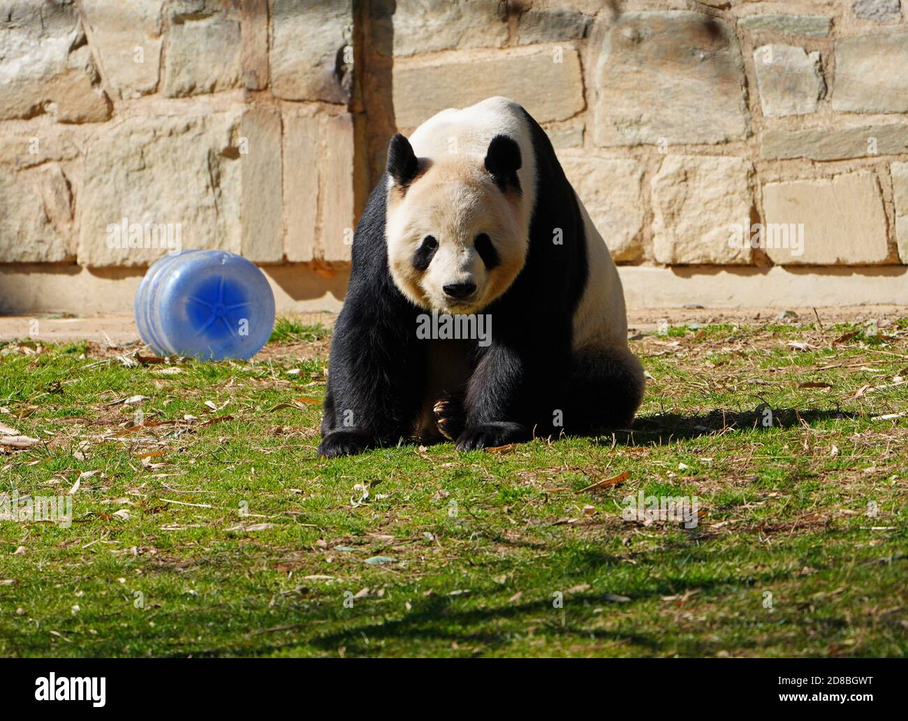 WASHINGTON, DC -22 FEB 2020- A black and white giant panda at the ...