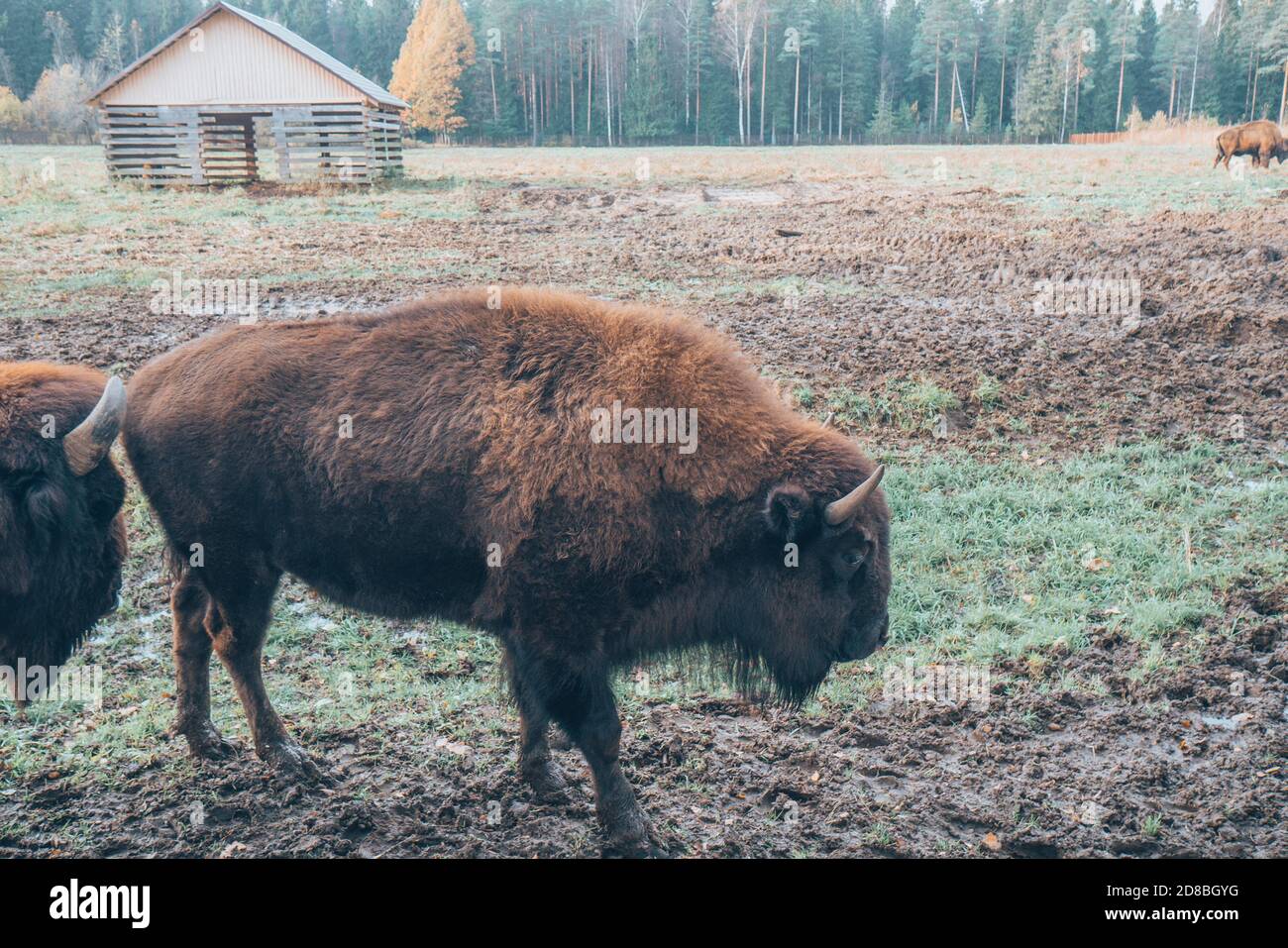 Bison in full growth in its habitat Stock Photo - Alamy