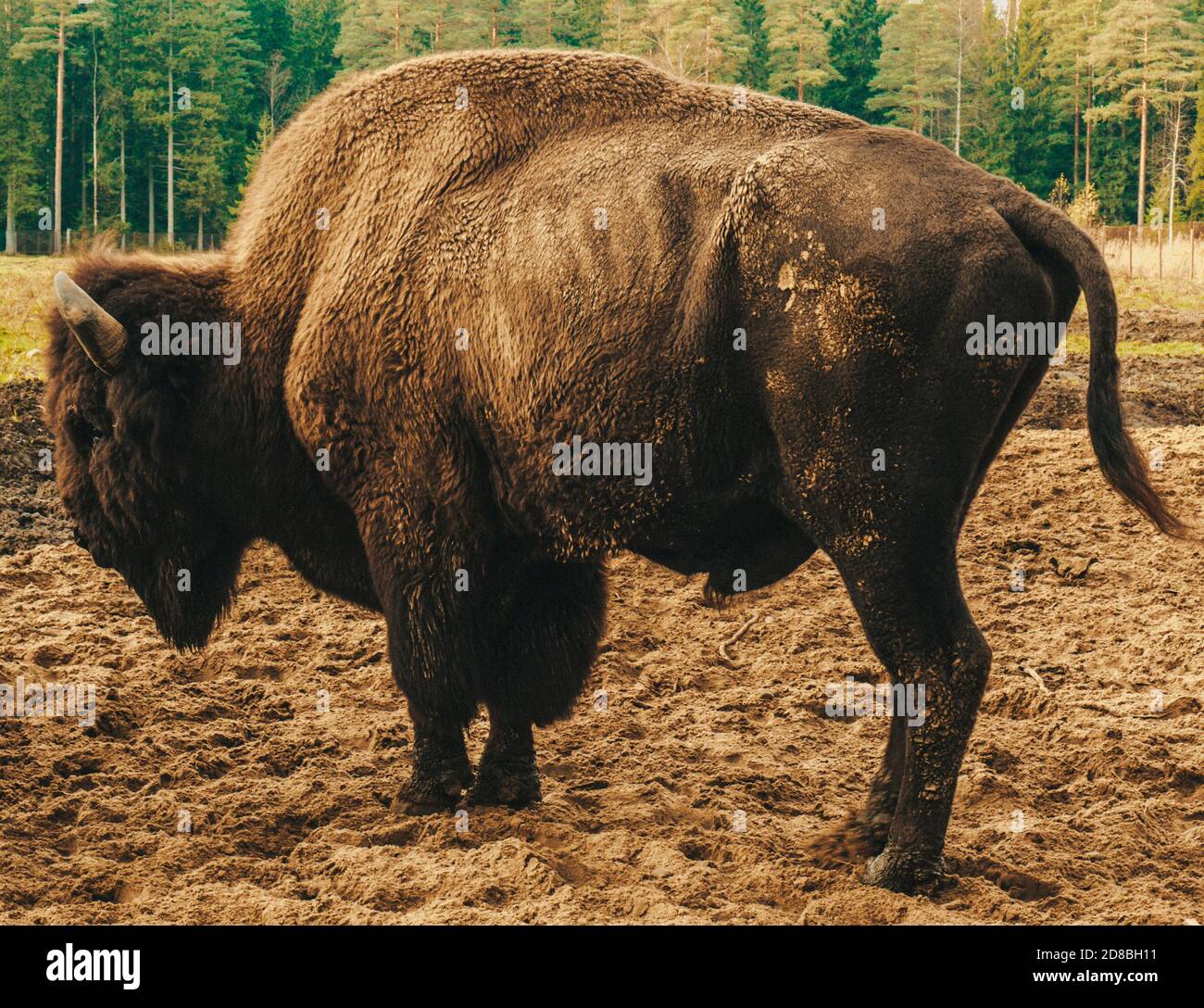 Bison in full growth in its habitat Stock Photo - Alamy