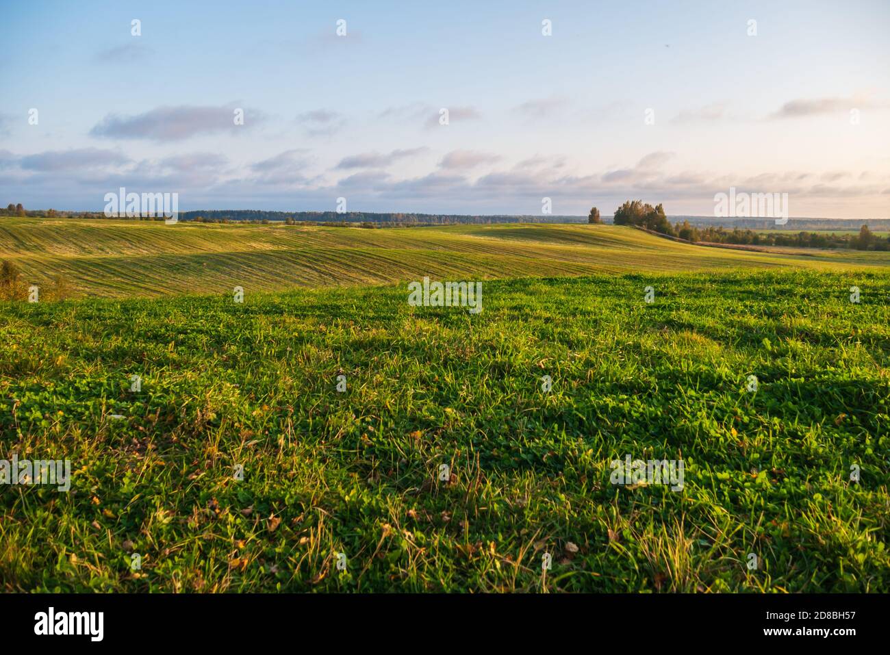 A huge green field with grass and wheat Stock Photo - Alamy