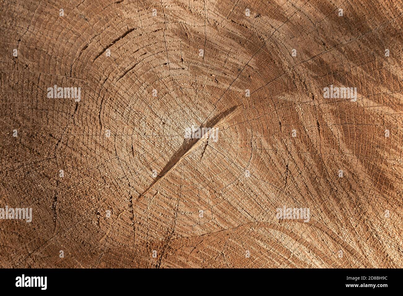 chipped wood texture background. Wood cedar circle texture slice ...
