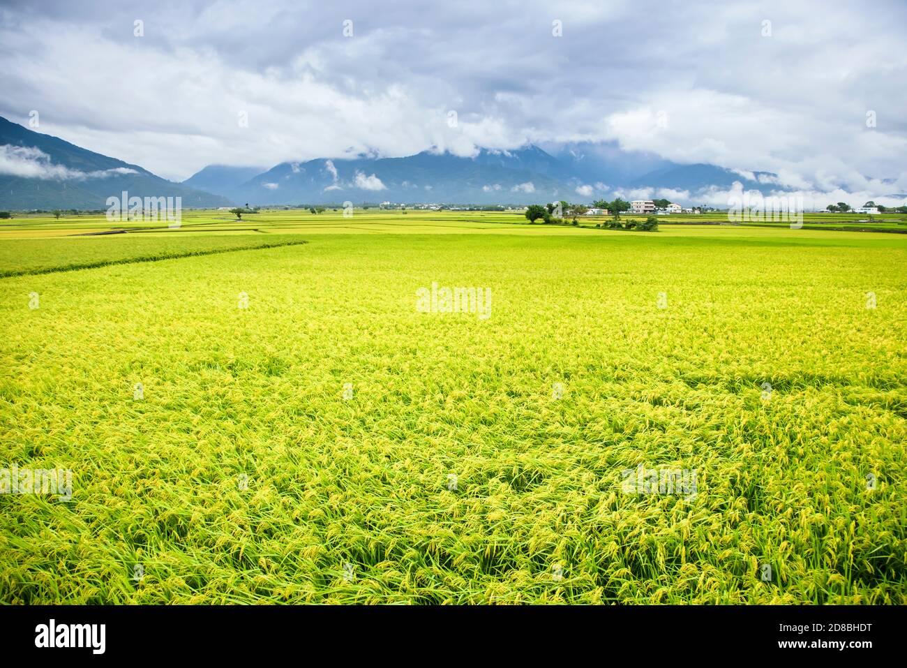 beautiful rice field in Taiwan Stock Photo - Alamy