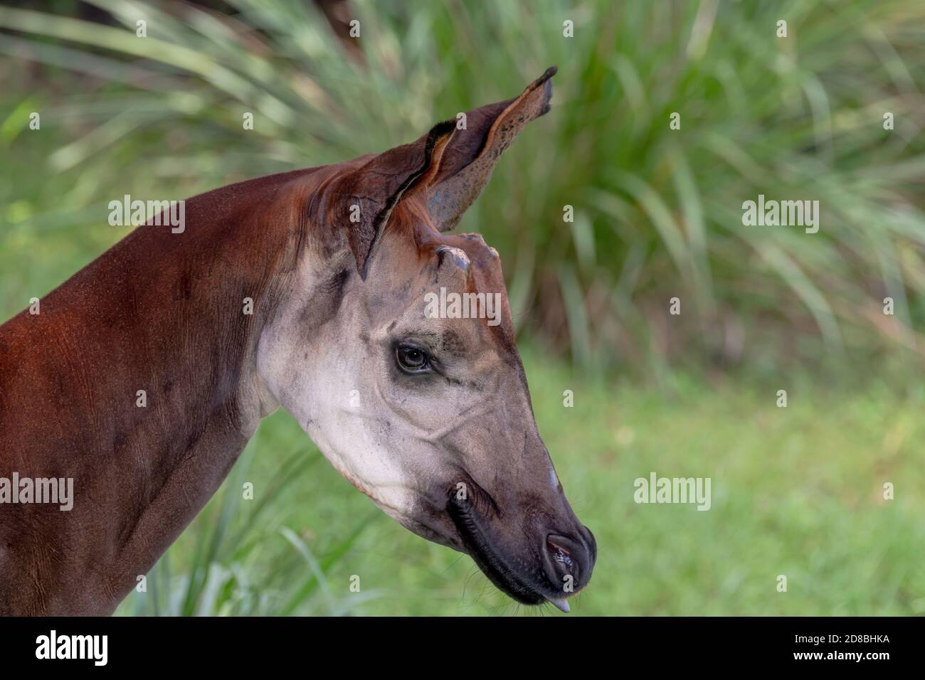 Okapi close up hi-res stock photography and images - Alamy