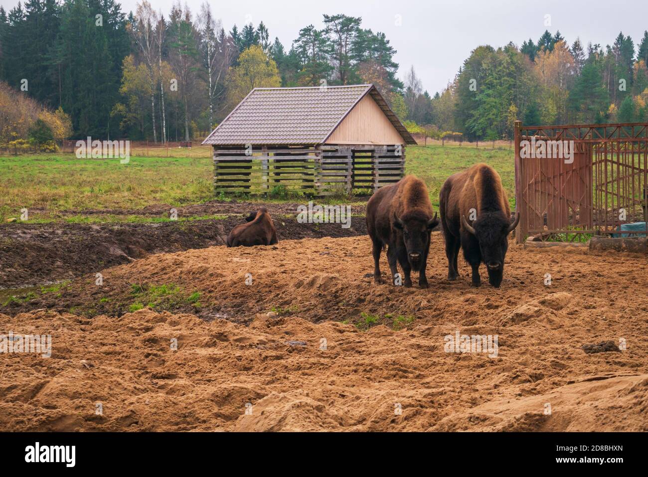 Family of herbivorous bison in their habitat Stock Photo - Alamy