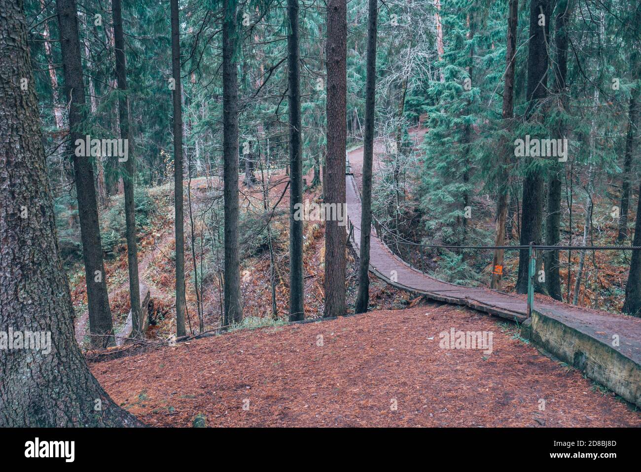Forest rope bridge hike hi-res stock photography and images - Alamy