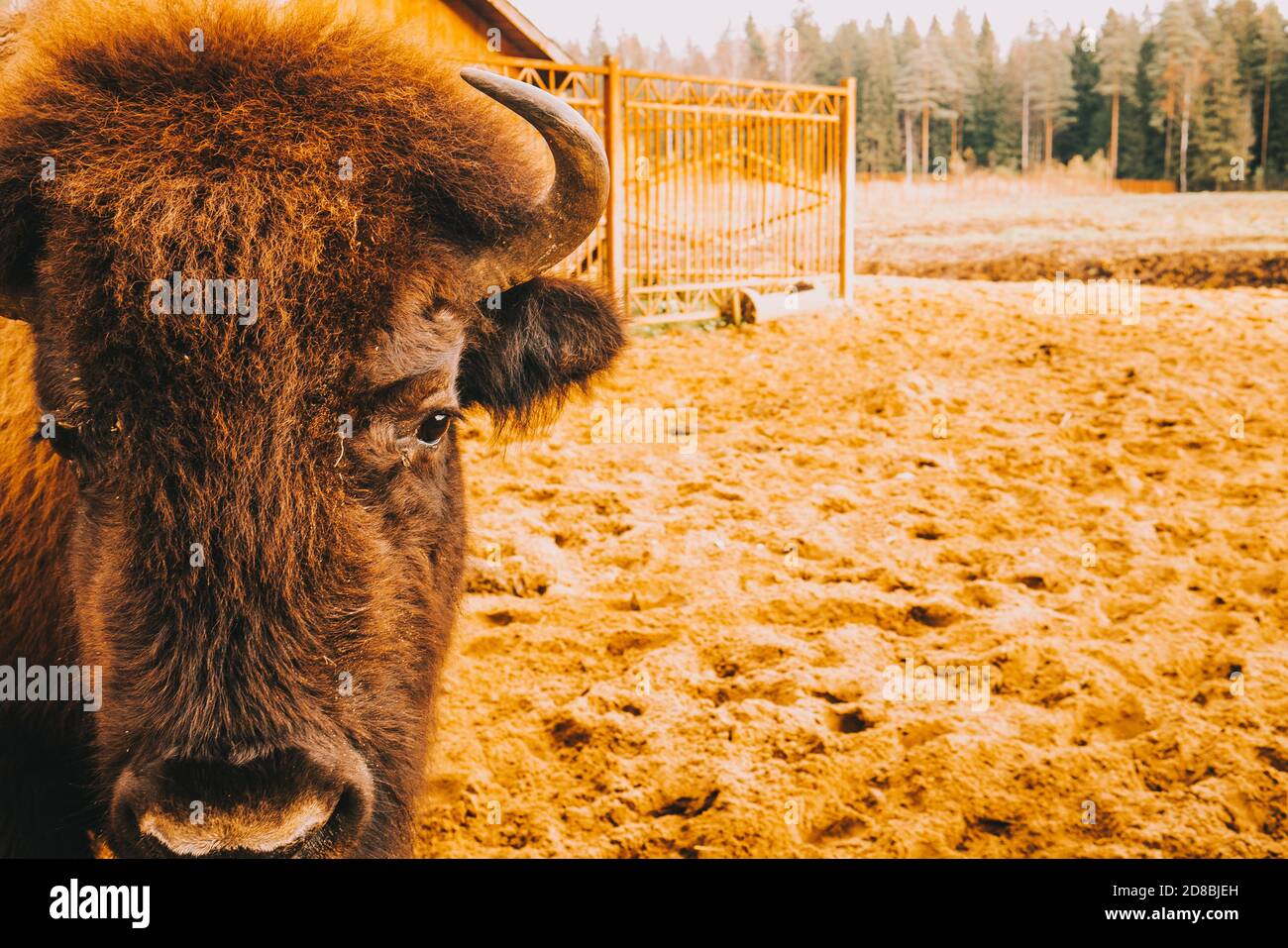 Bison bull head hi-res stock photography and images - Alamy