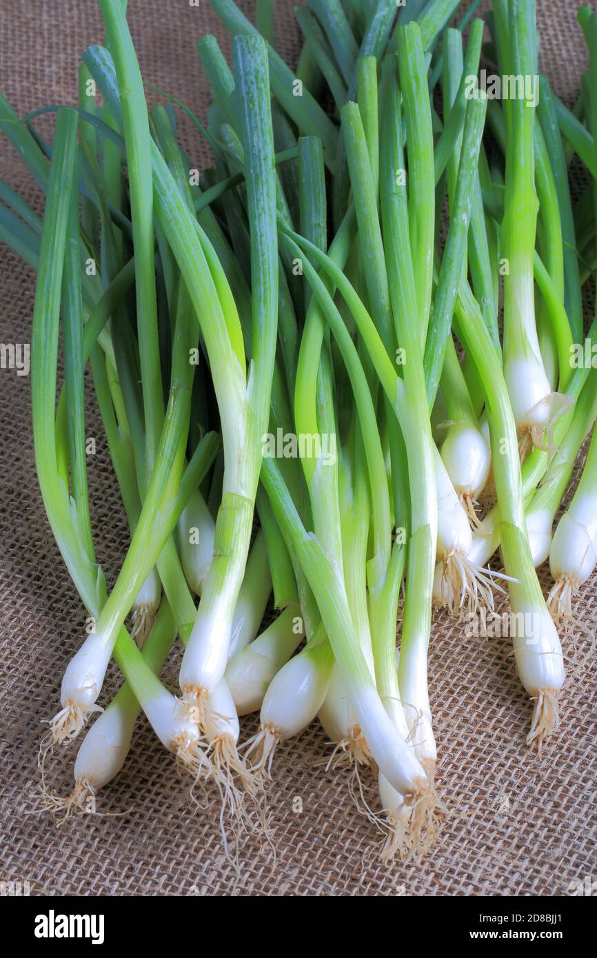 Scallion bunch with root hi-res stock photography and images - Alamy