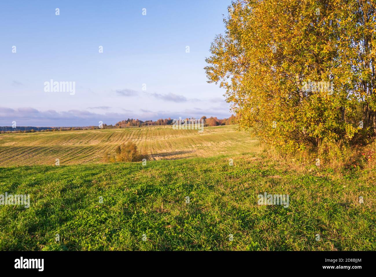 A huge green field with grass and wheat Stock Photo - Alamy