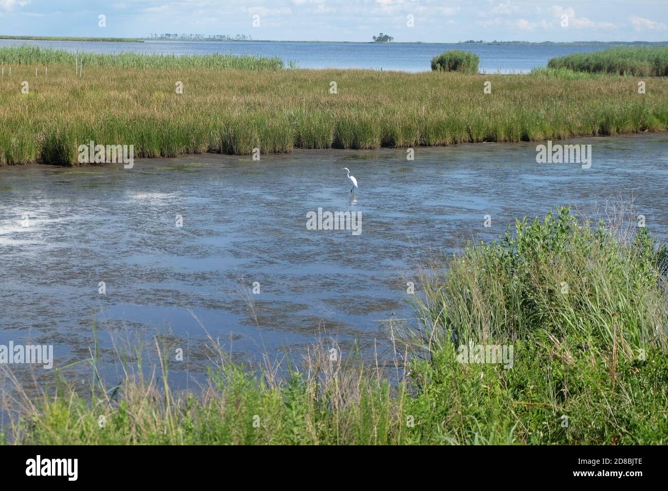 Black Marsh nature preserve in Maryland 2020 Stock Photo - Alamy