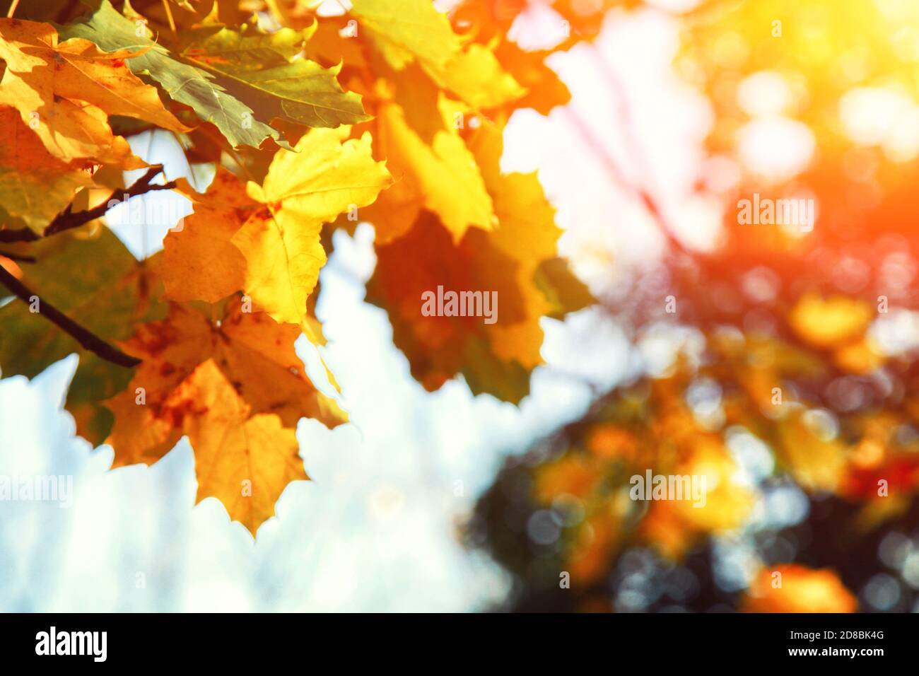Beautiful autumn background with yellow and red leaves Stock Photo - Alamy