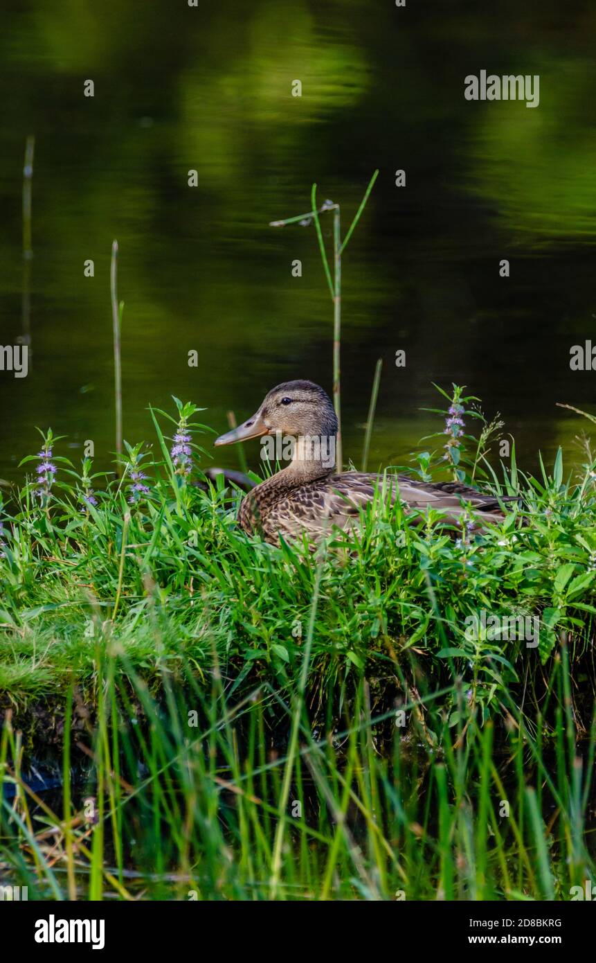 Mallard duck fishing hi-res stock photography and images - Alamy