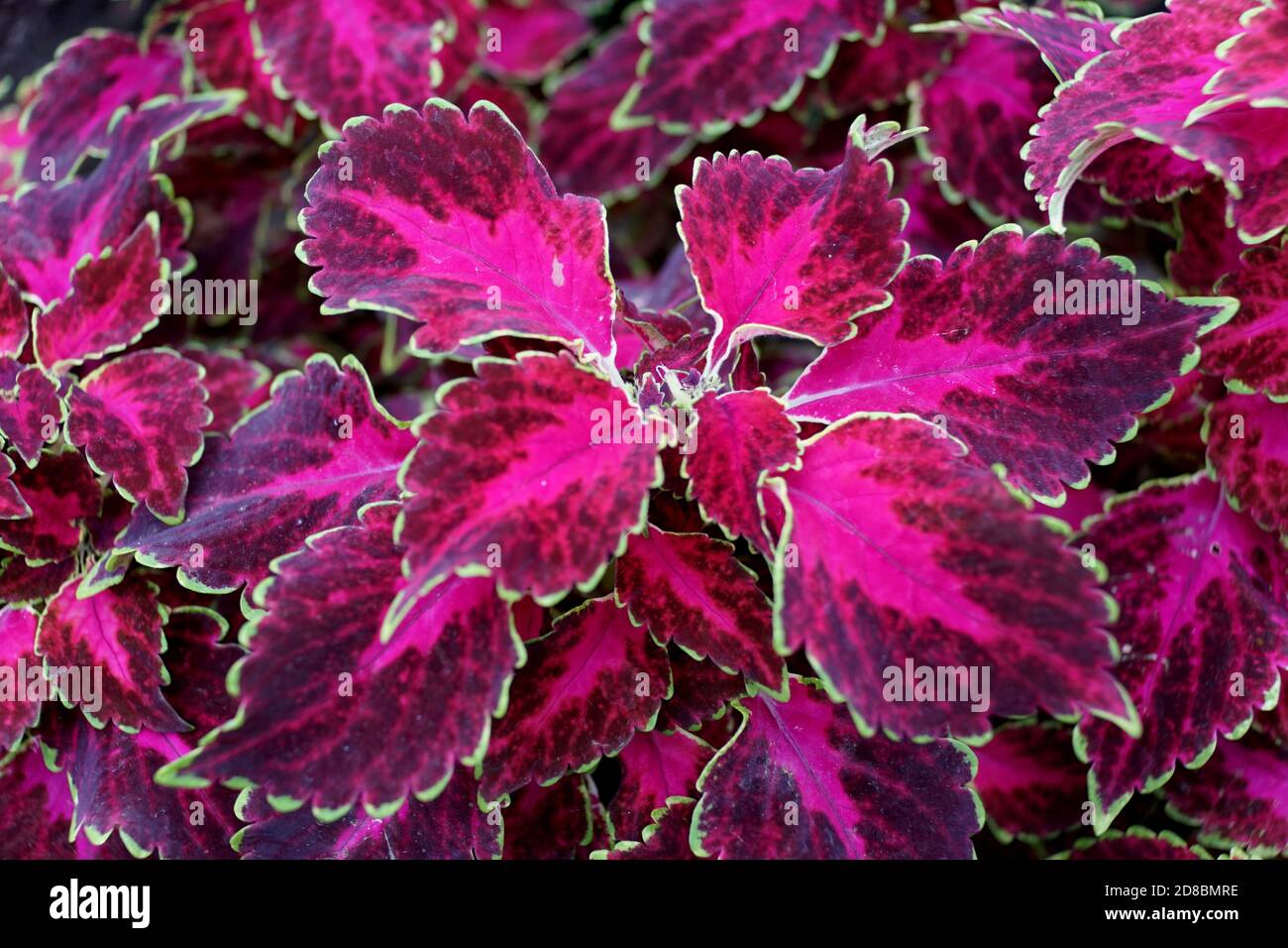 Beautiful red leaves of Coleus 'Ruby Punch' plant Stock Photo - Alamy