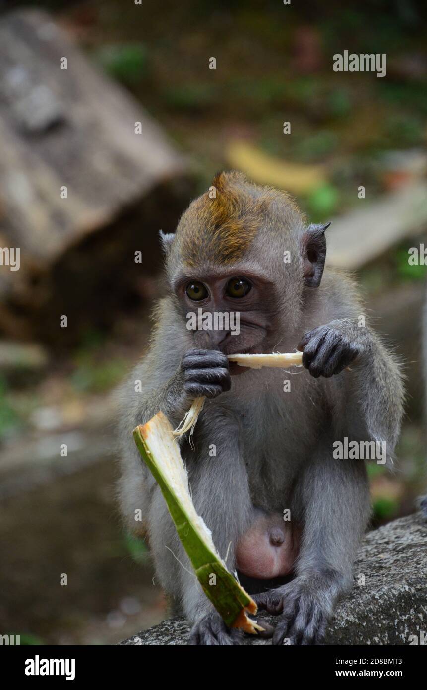 Vertical closeup focus shot of a cute baby Macaque eating a green ...