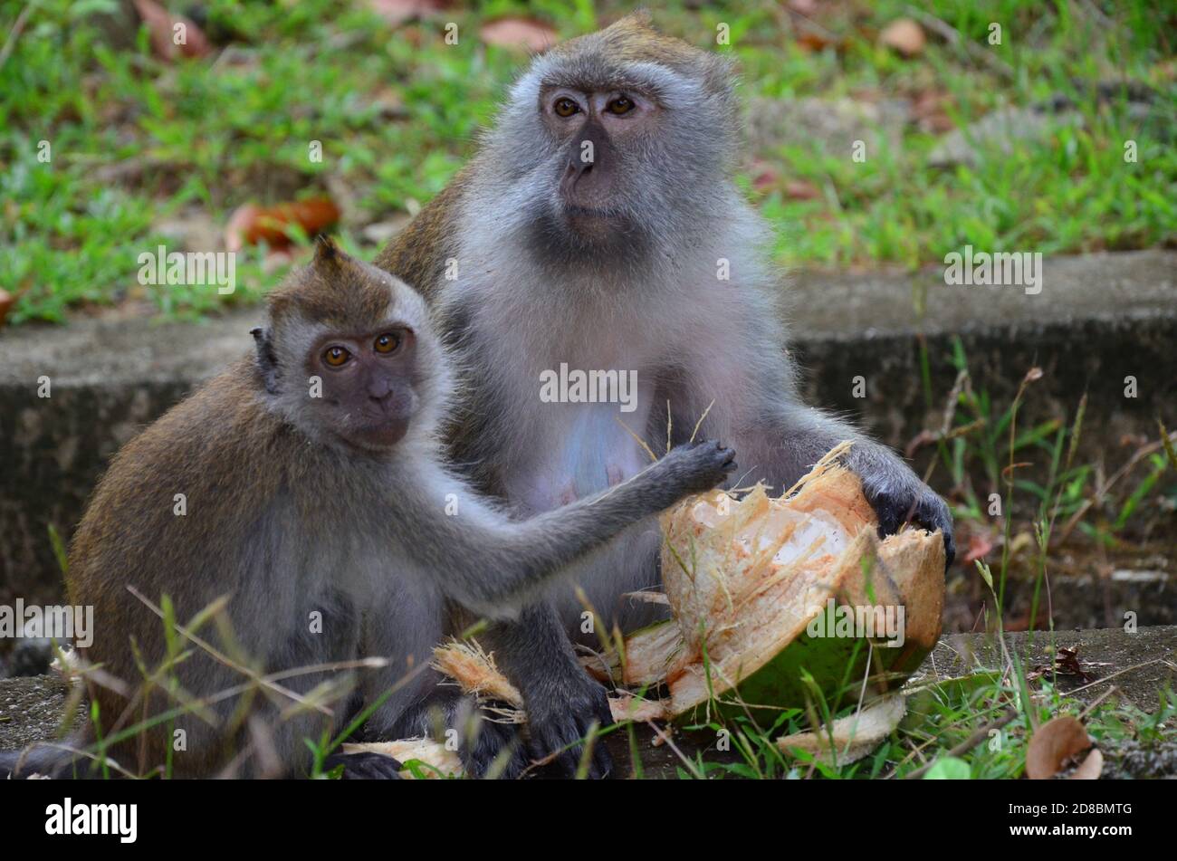 Closeup shot of Macaques eating green coconut shells Stock Photo - Alamy