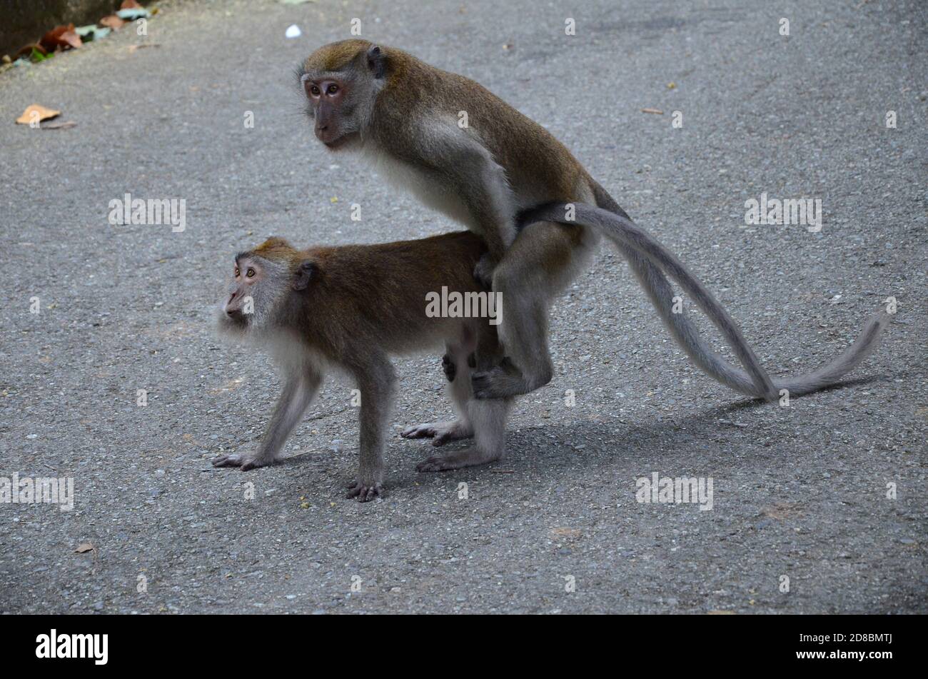 Mating primate hi-res stock photography and images - Alamy
