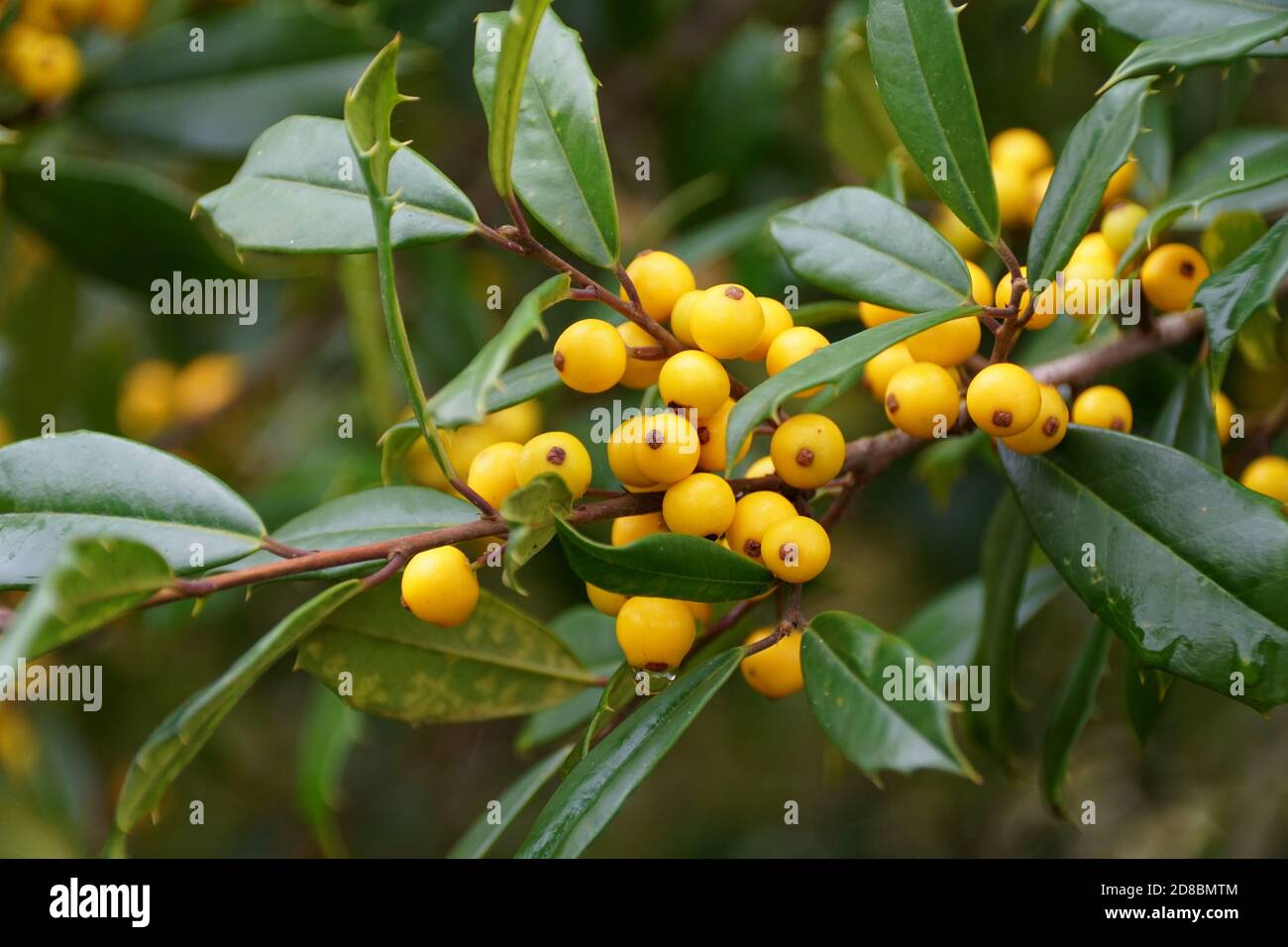 Tiny yellow fruits of Foster Hybrid Holly tree Stock Photo - Alamy