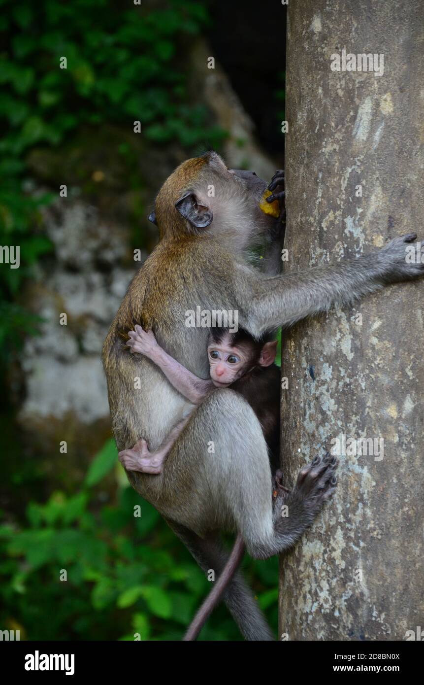Vertical closeup shot of an adult Macaque climbing on a tree with her ...
