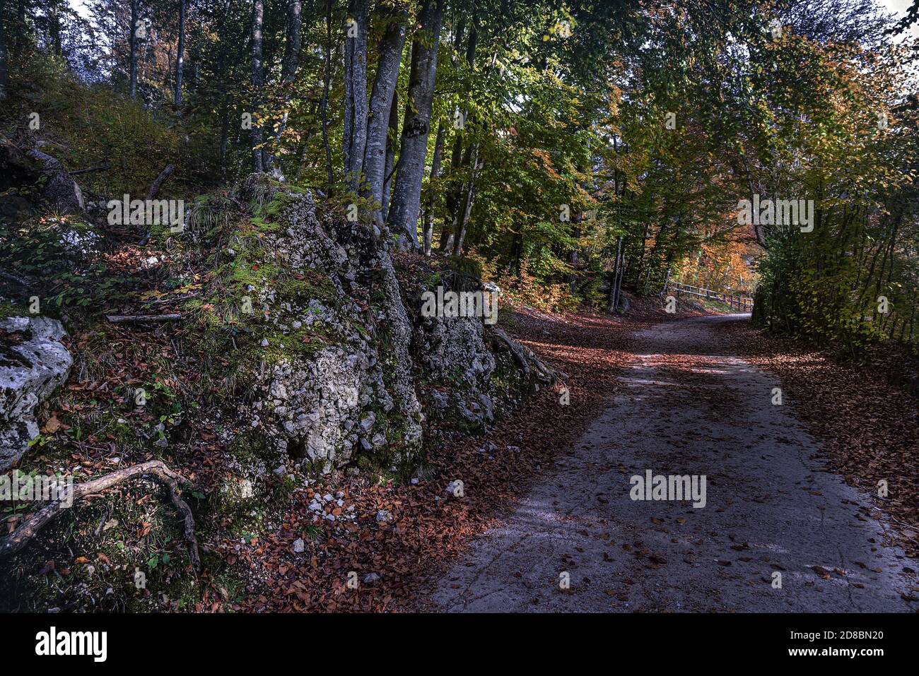 View of a road in the middle of a forest on a sunny fall day Stock ...