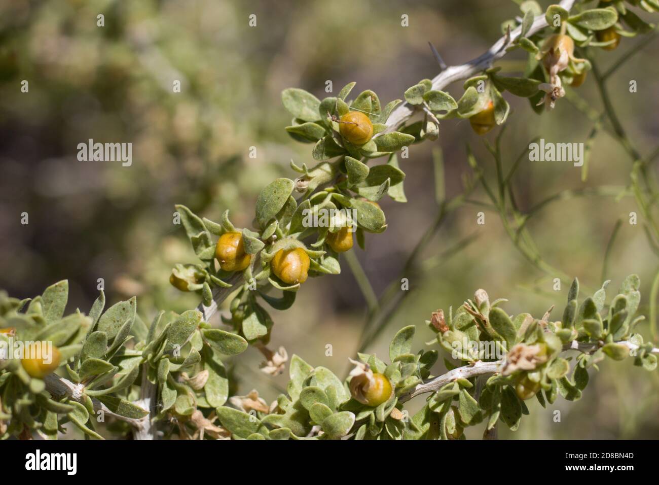 Thorn scrub hi-res stock photography and images - Alamy