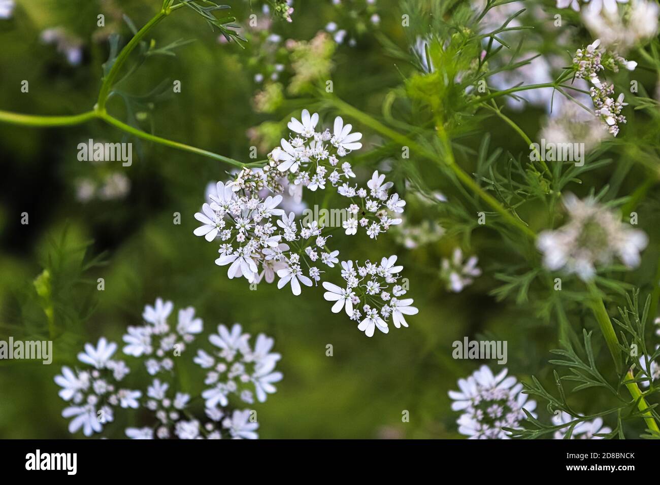 Coriander inflorescence hi-res stock photography and images - Alamy