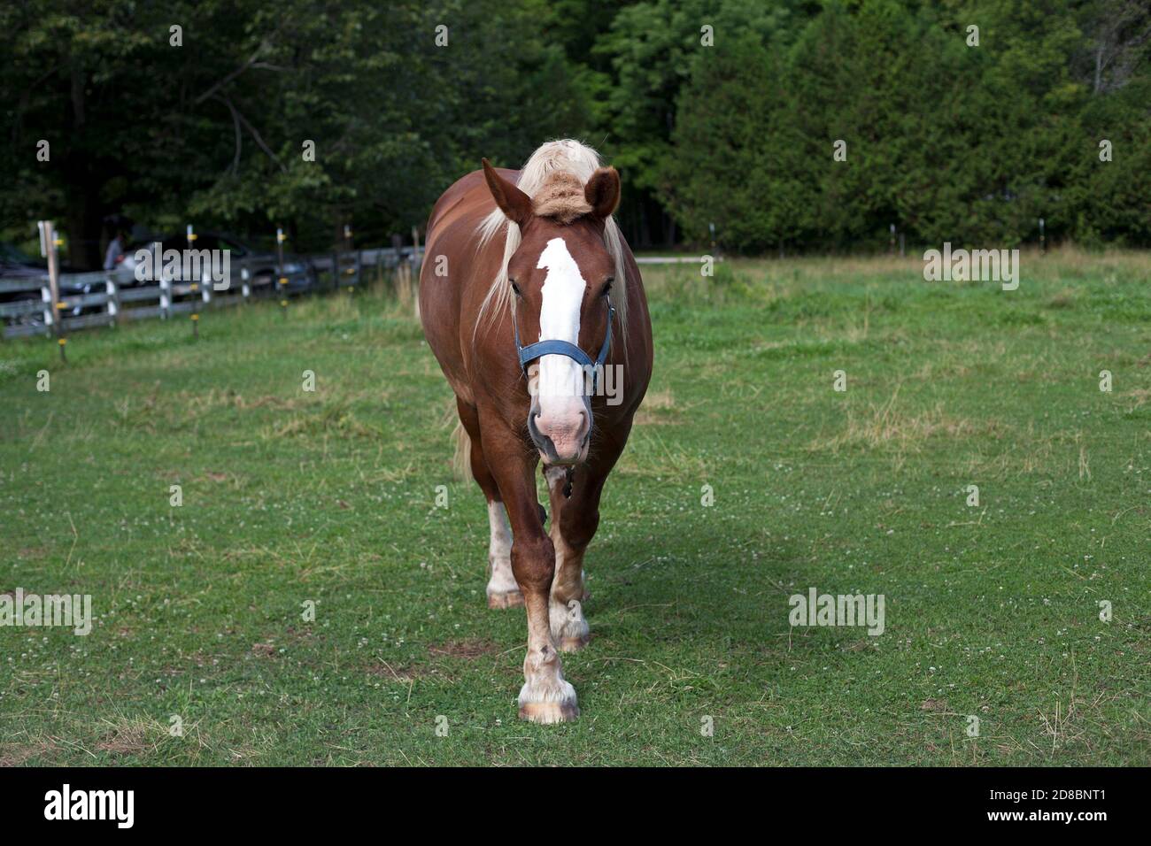 Animals and humans interact at The Farm in Sturgeon Bay, Wisconsin, USA ...