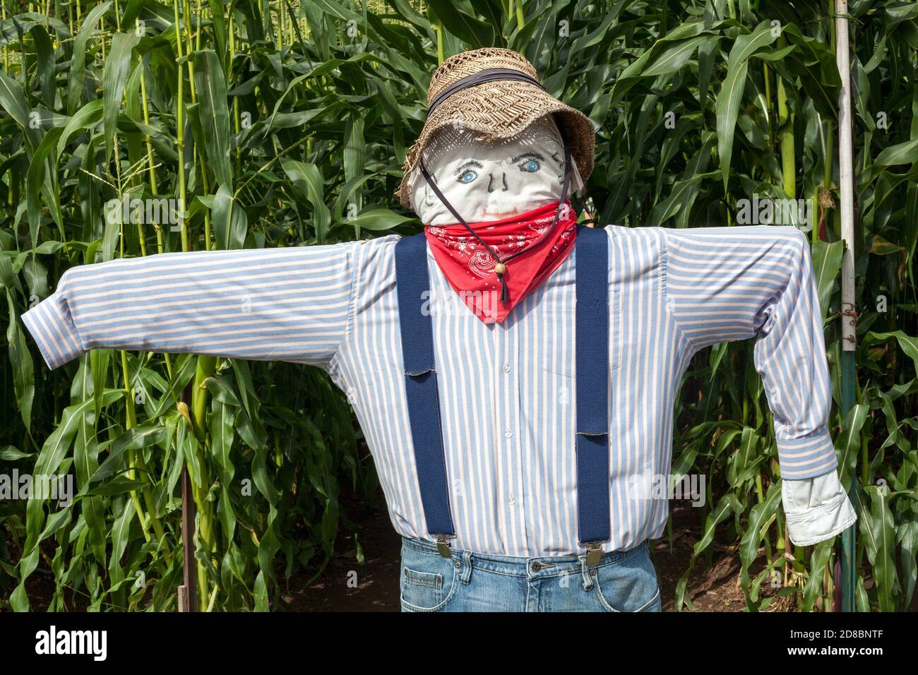 Scarecrow corn hi-res stock photography and images - Alamy
