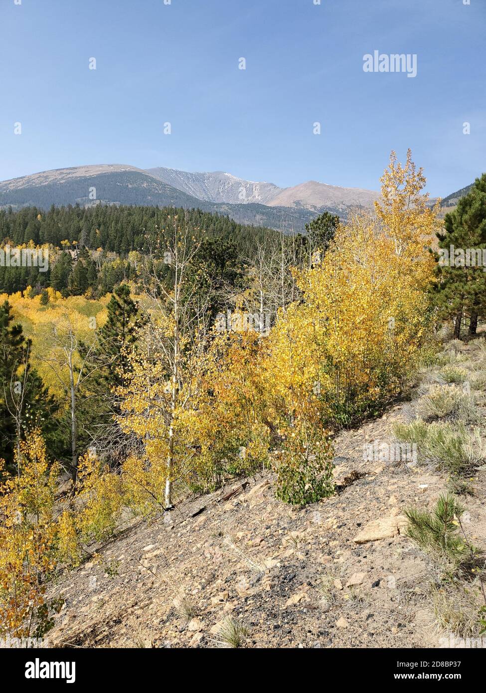 Fall 2020 along Marshall Pass, Colorado Stock Photo - Alamy