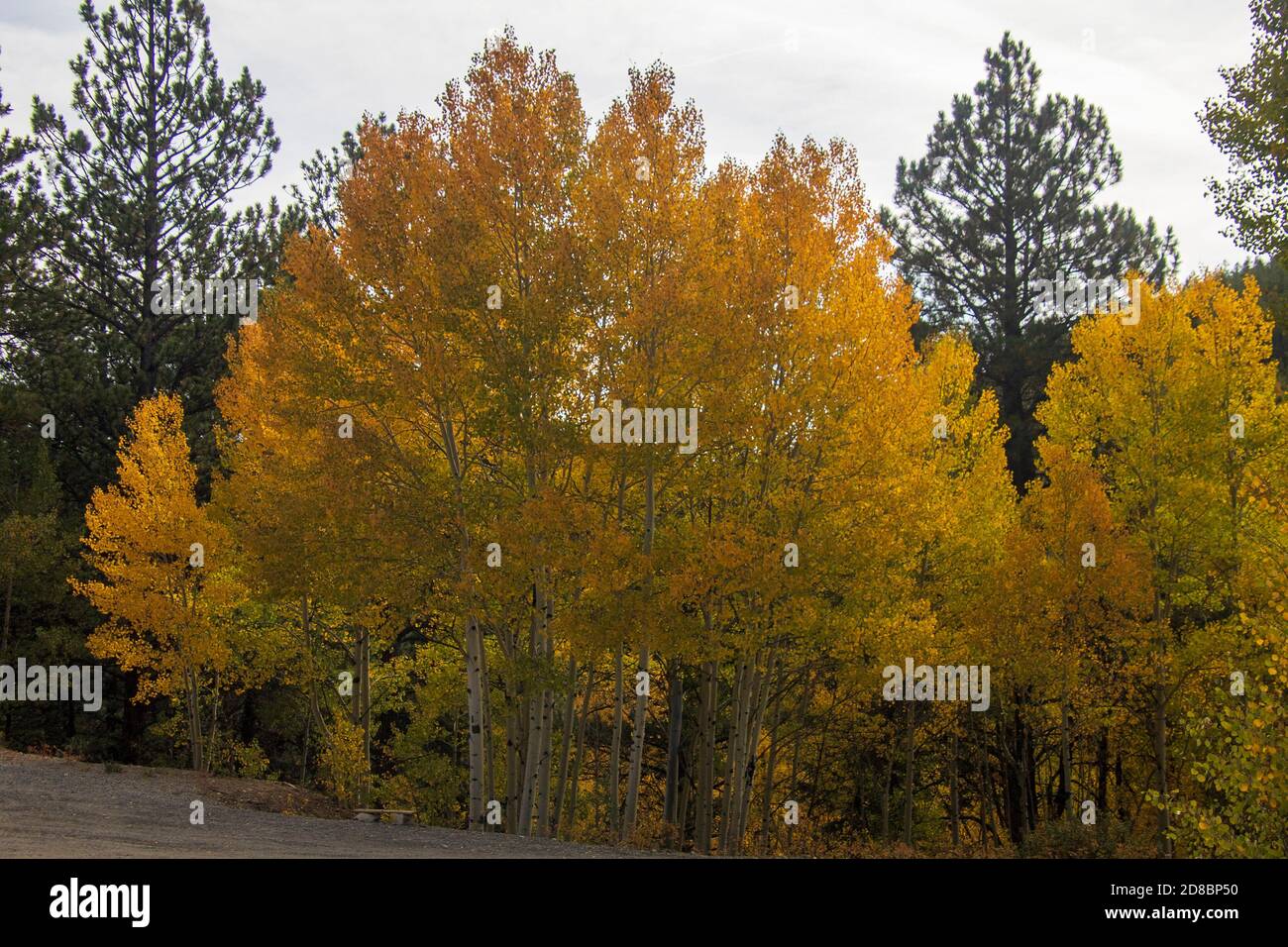 Fall 2020 along Marshall Pass, Colorado Stock Photo - Alamy