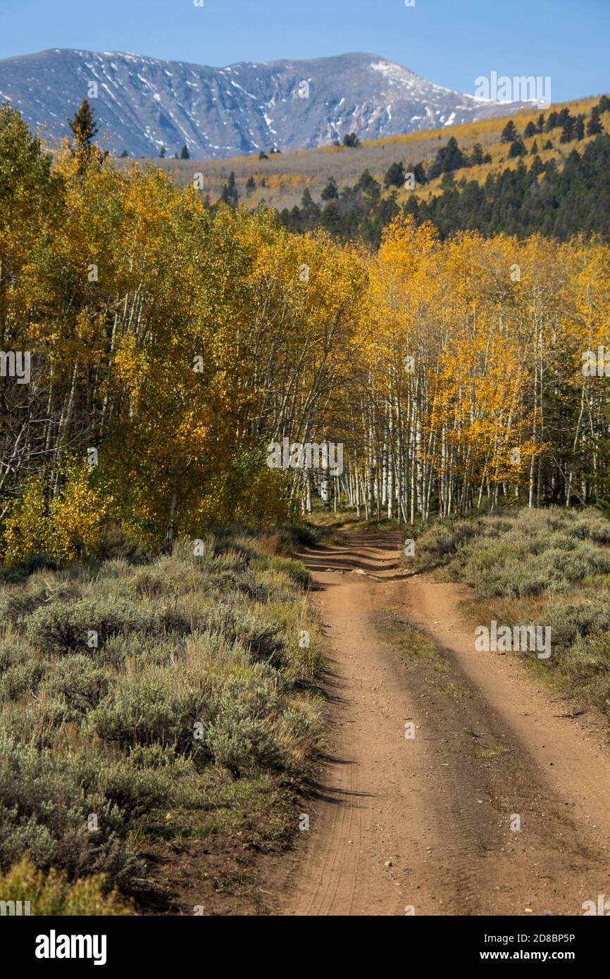 Fall 2020 along Marshall Pass, Colorado Stock Photo - Alamy
