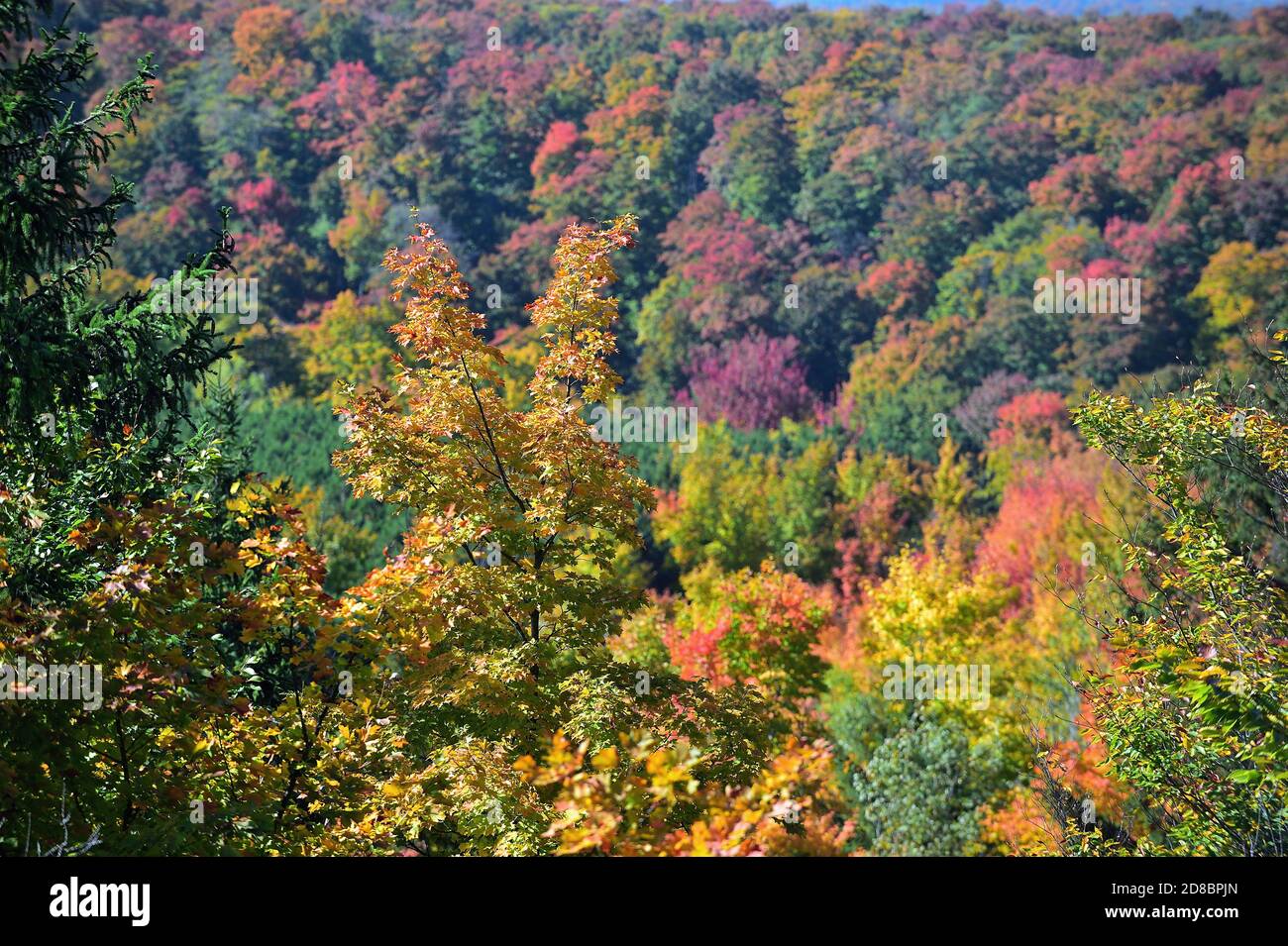 Empire, Michigan, USA. The colors of autumn burst on the scene within a ...