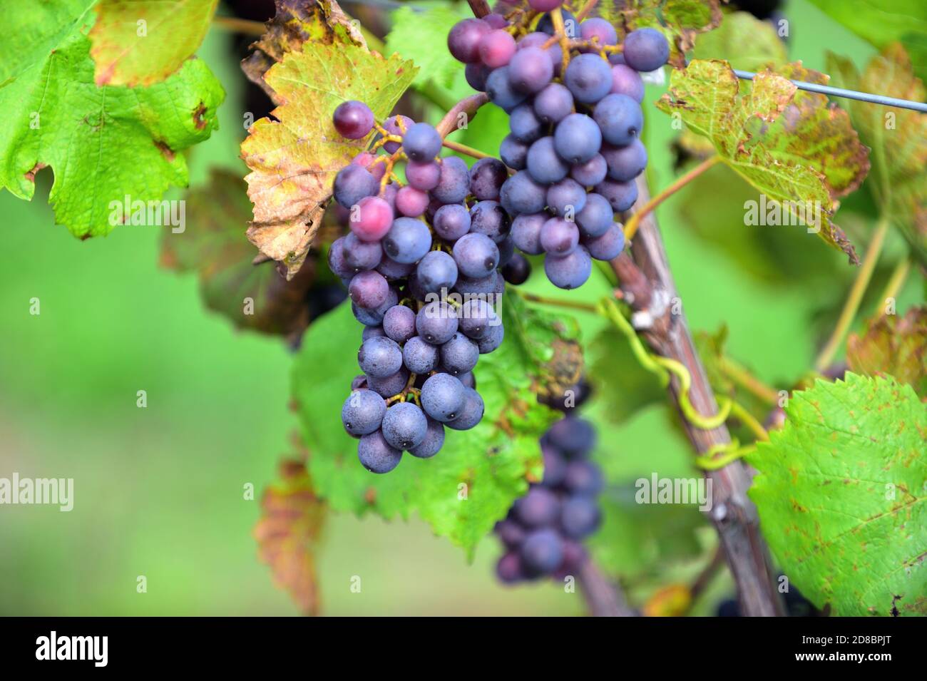 Ellsworth, Michigan, USA. Red wine grapes on vines at a Western ...