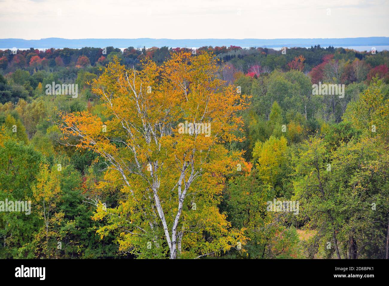 Tree displaying fall colors north hi-res stock photography and images ...