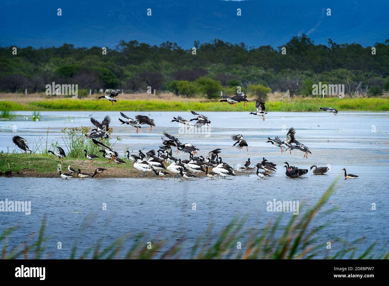 Flock of Magpie geese (Anseranas semipalmata) at St Lawrence Wetland ...