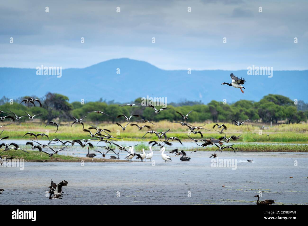 Flock of Magpie geese (Anseranas semipalmata) at St Lawrence Wetland ...