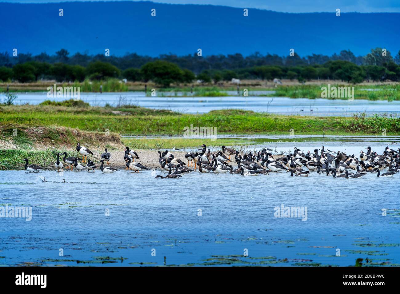 Flock of Magpie geese (Anseranas semipalmata) at St Lawrence Wetland ...