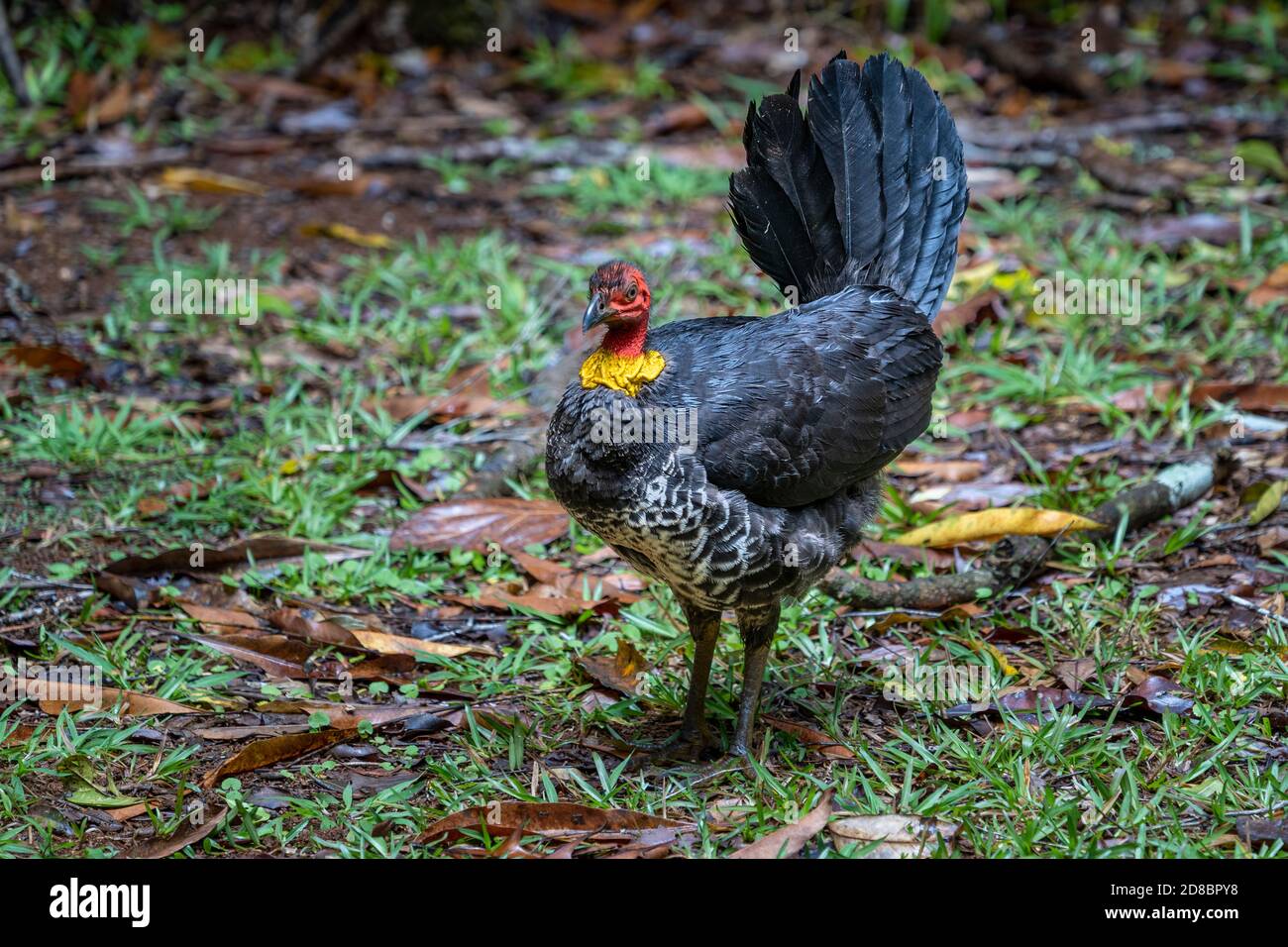 Australian brush-turkey (Alectura lathami), Daintree , North Queensland ...