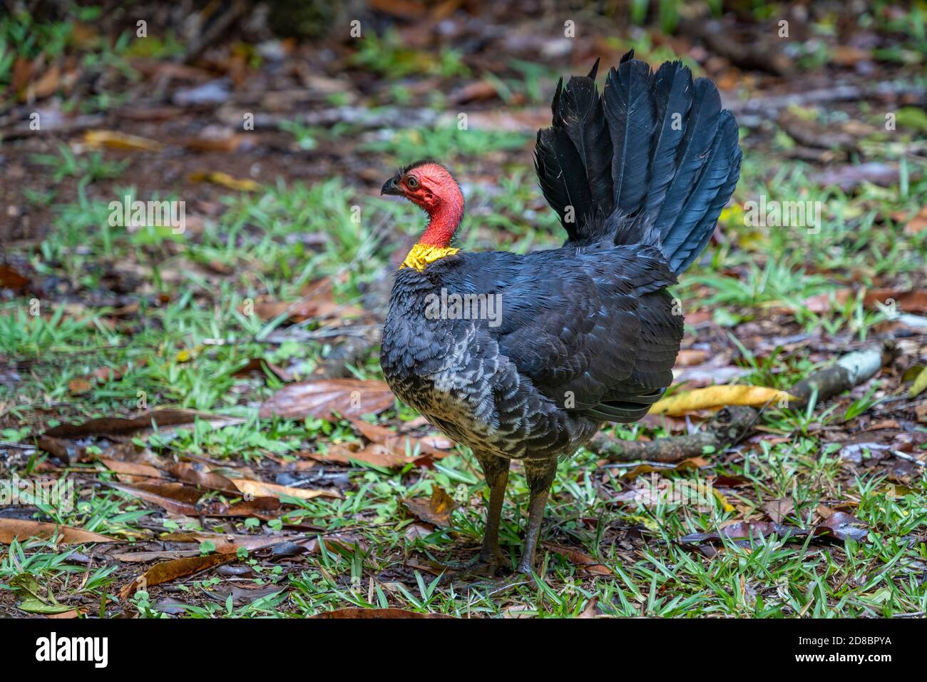 Australian brush-turkey (Alectura lathami), Daintree , North Queensland ...