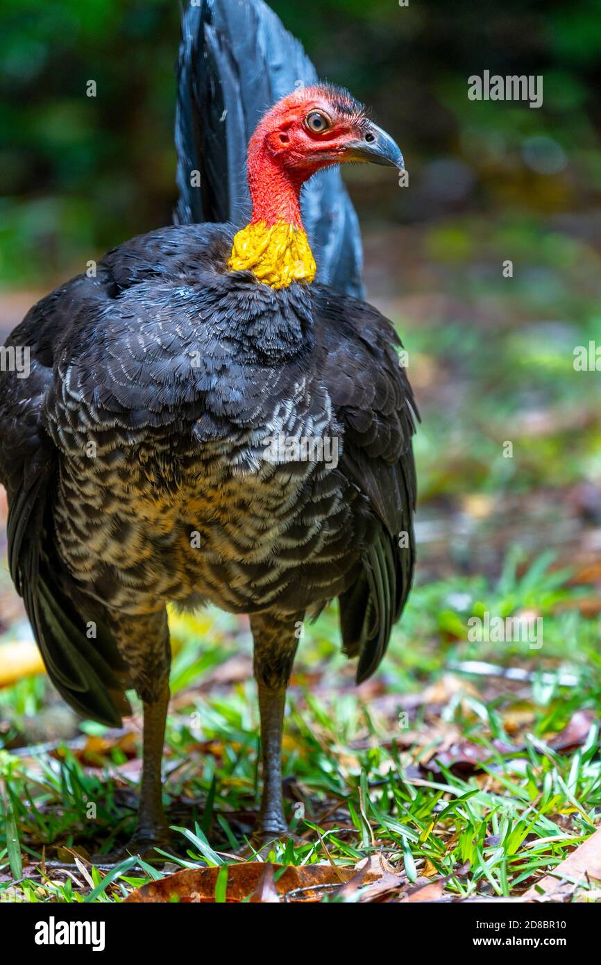 Australian brush-turkey (Alectura lathami), Daintree , North Queensland ...