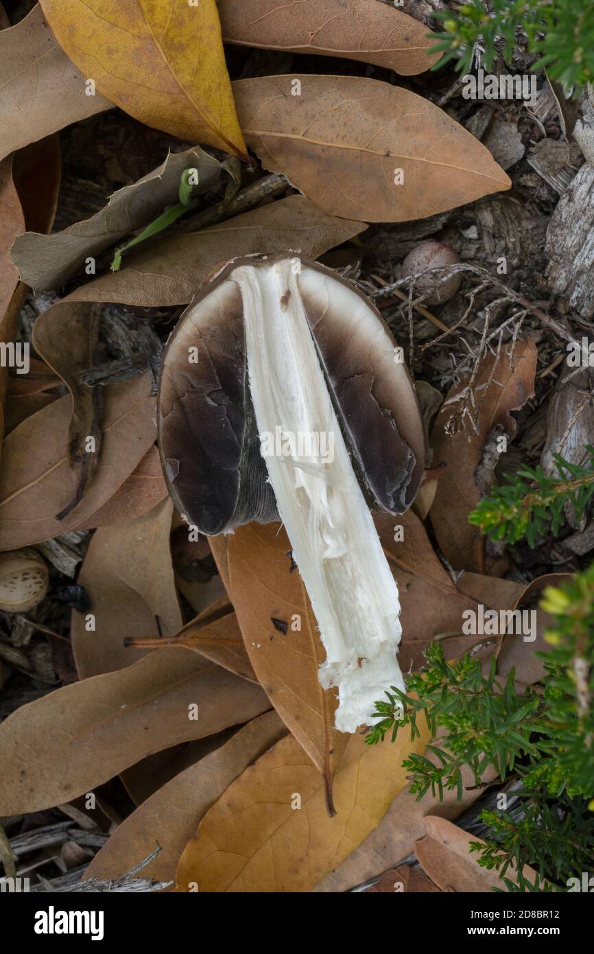 Very common fungus hi-res stock photography and images - Alamy