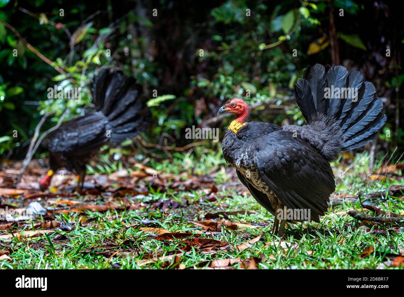 Australian brush-turkey (Alectura lathami), Daintree , North Queensland ...