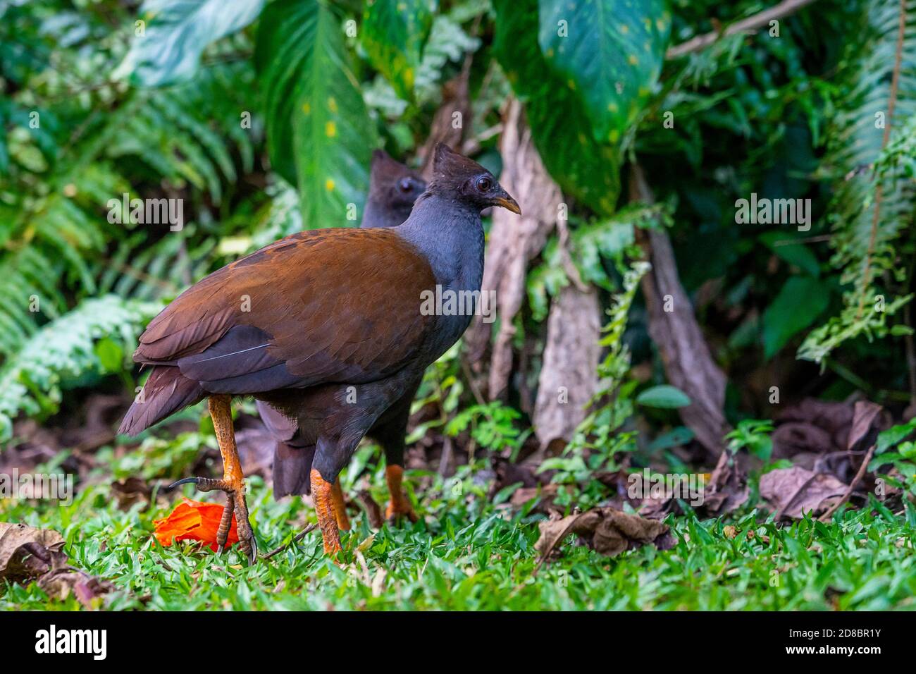 Orange-footed scrubfowl (Megapodius reinwardt Stock Photo - Alamy