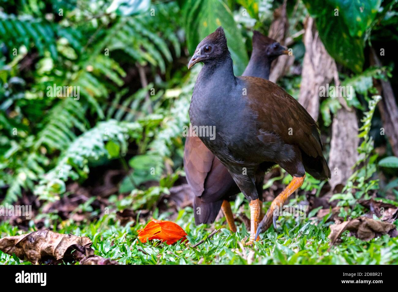 Orange-footed scrubfowl (Megapodius reinwardt Stock Photo - Alamy