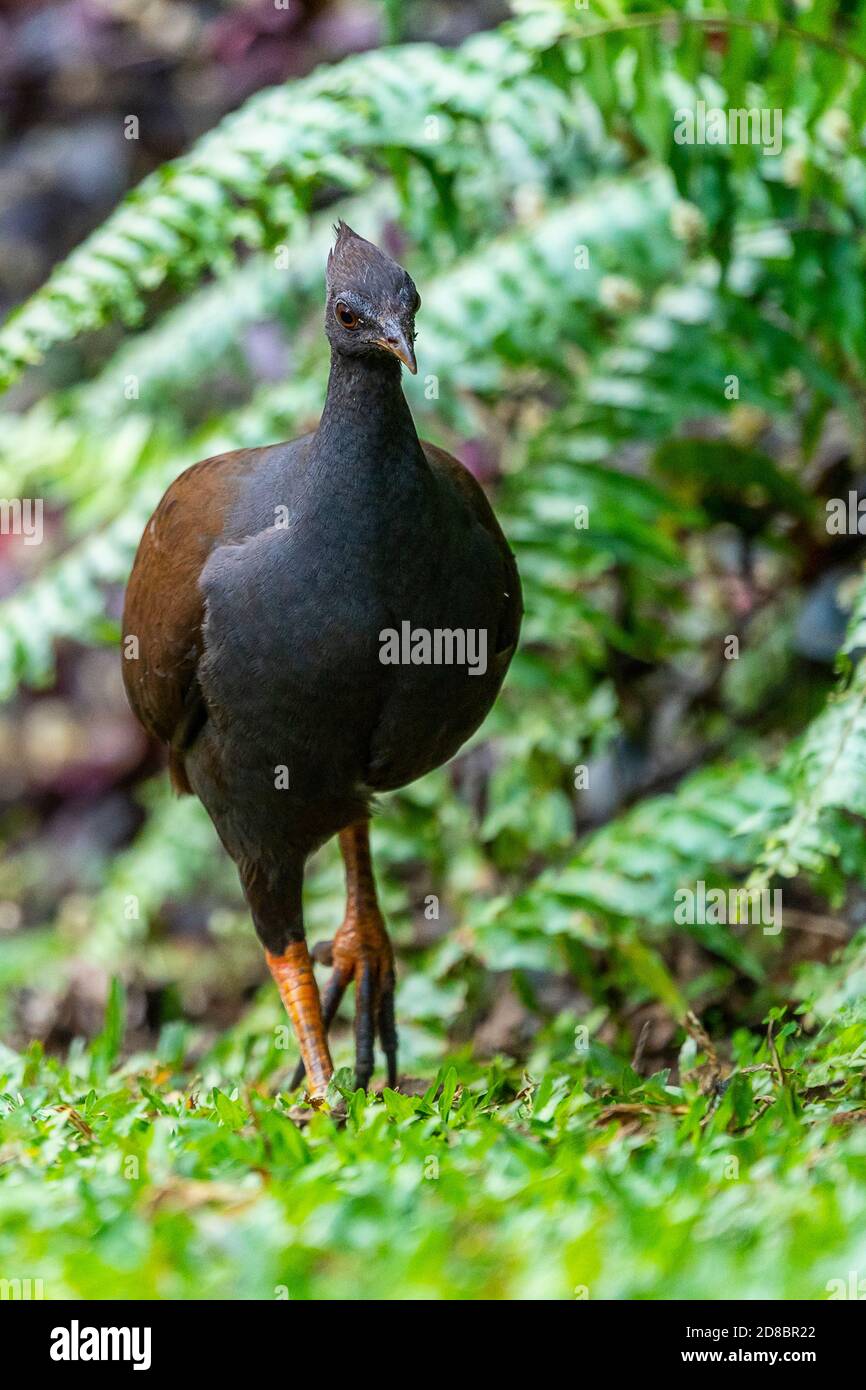 Orange-footed scrubfowl (Megapodius reinwardt Stock Photo - Alamy